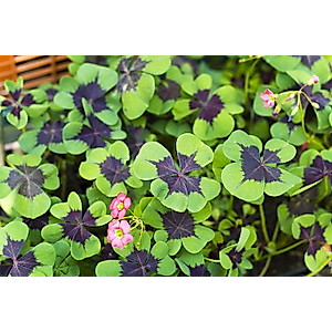 Iron Cross Shamrock Bulbs - 20 Bulbs to Plant - Good Luck Plant - Fast Growing Year Round Color Indoors or Outdoors - Oxalis Shamrock Bulbs