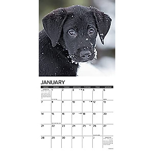 Willow Creek Press Black Lab Puppies Monthly 2024 Wall Calendar (12" x 12")