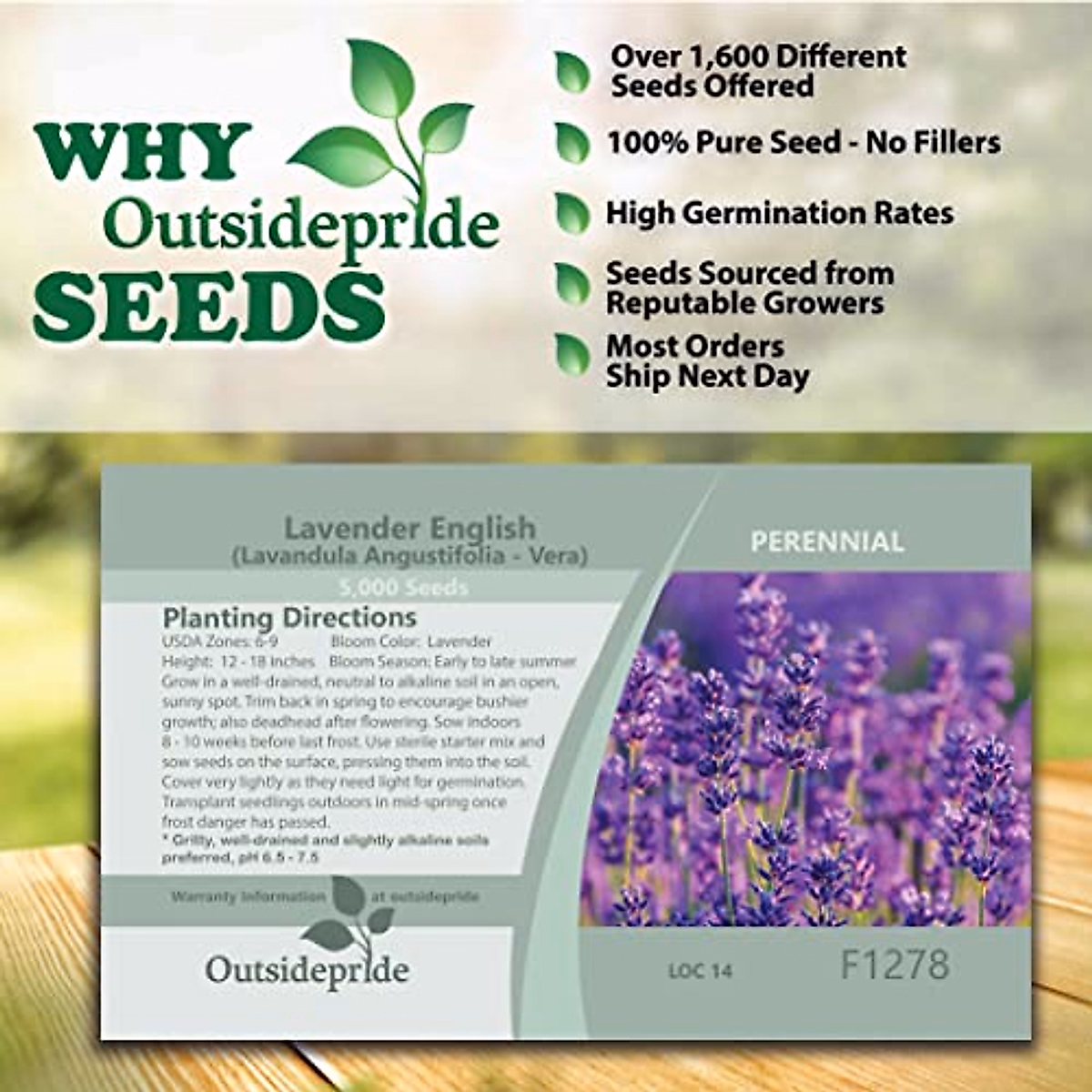 Outsidepride Lavandula Angustifolia True Lavender English Herb Garden Plant Seed - 5000 Seeds