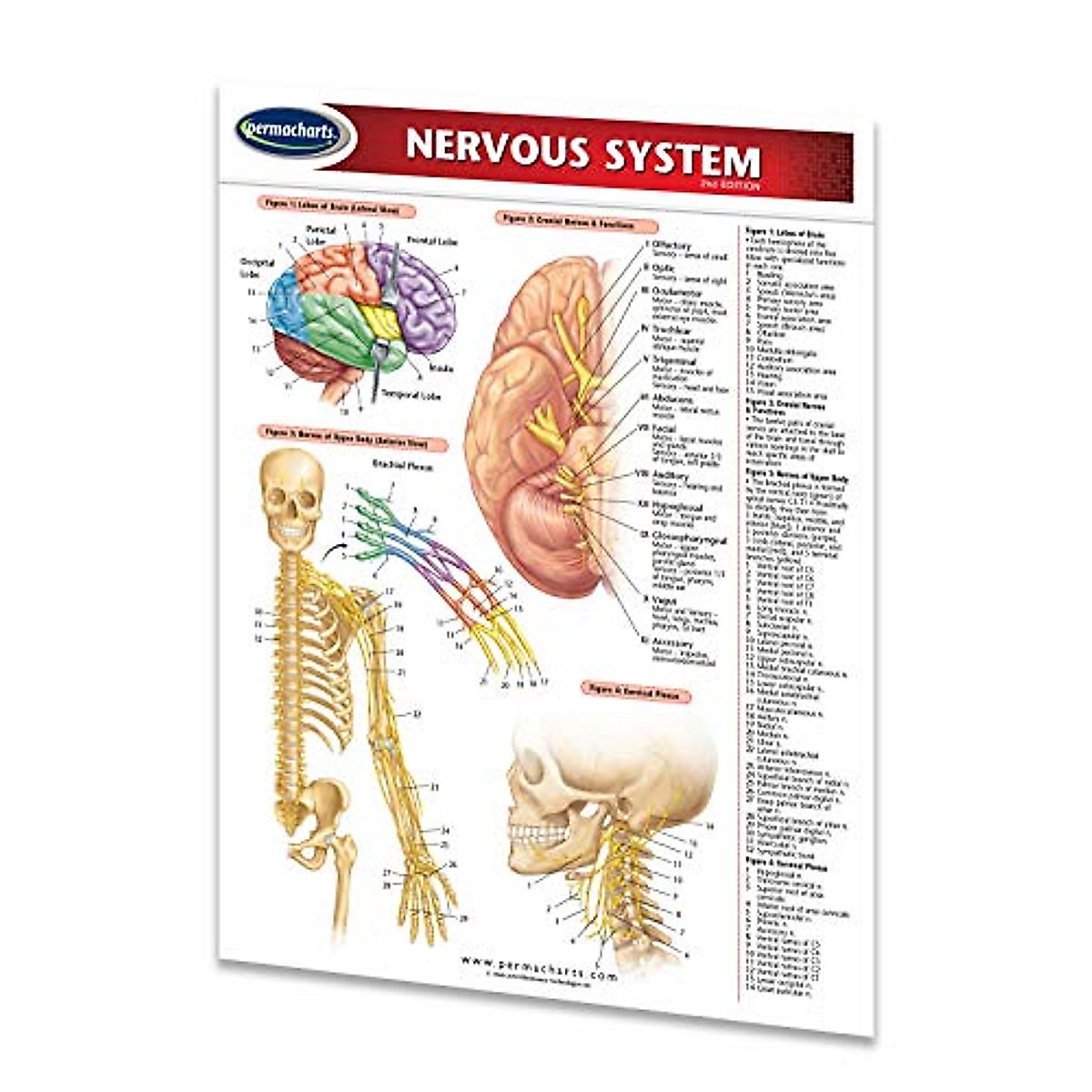 Nervous System Guide - 8.5" x 11" Laminated Medical Quick Reference Guide by Permacharts