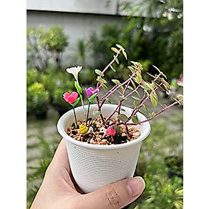 Ray 1979 Miniature Dollhouse Fairy Garden Accessories 5 pcs Set for DIY Decorations, Mini Figurines for Mini Garden, Terrarium, Bonsai, Cactus, Moss Landscape (Flower 5 Pcs)