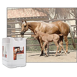 UltraCruz Equine Detangler Spray for Horses, 5 Gallon Refill