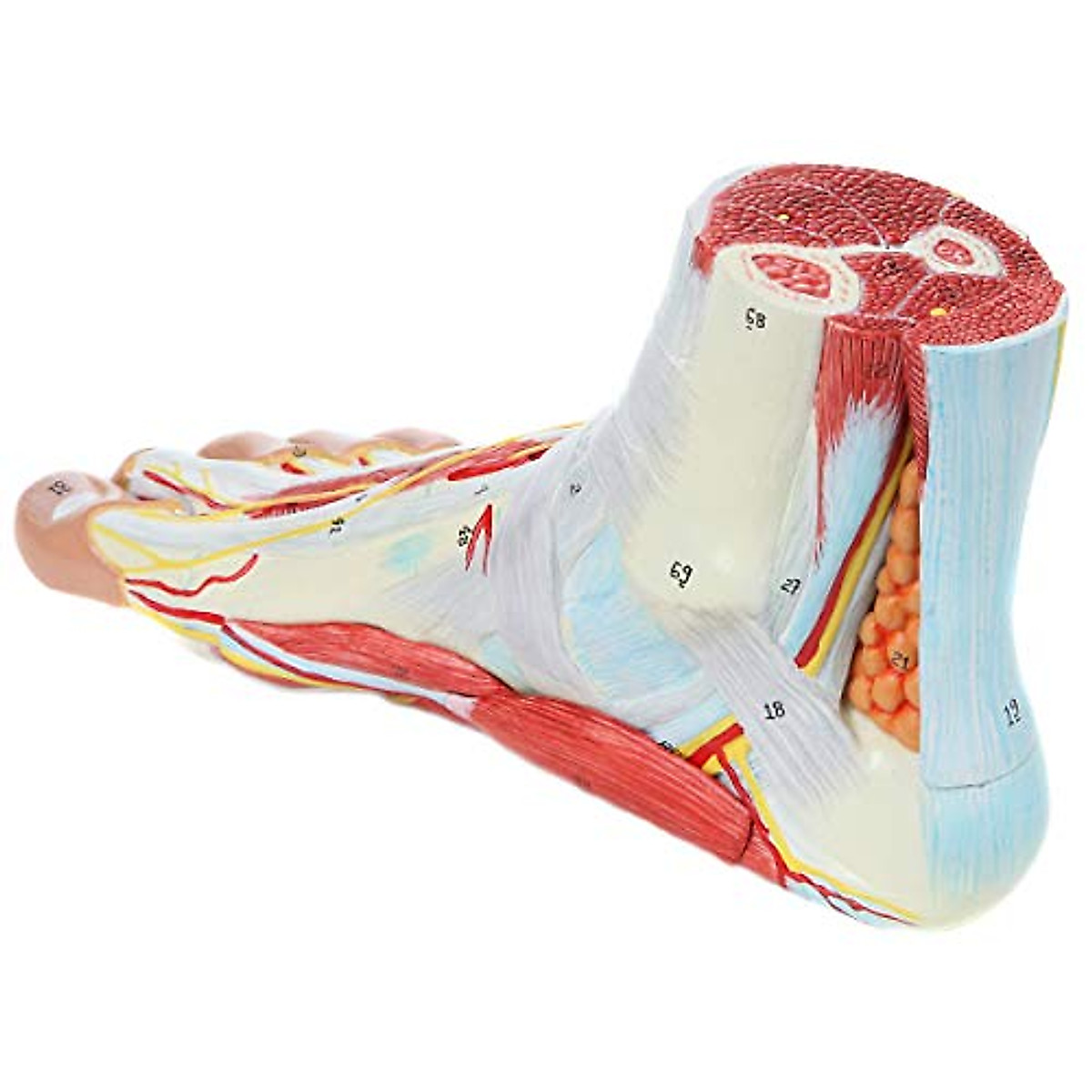 Axis Scientific Anatomy Model of Foot with Muscles, Ligaments, Nerves ...