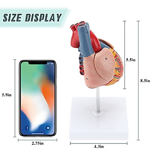 RONTEN Human Heart Model, Heart Model, 2-Part Life Size Anatomically Accurate Numbered Heart Medical Model, Held Together with Magnets on Base