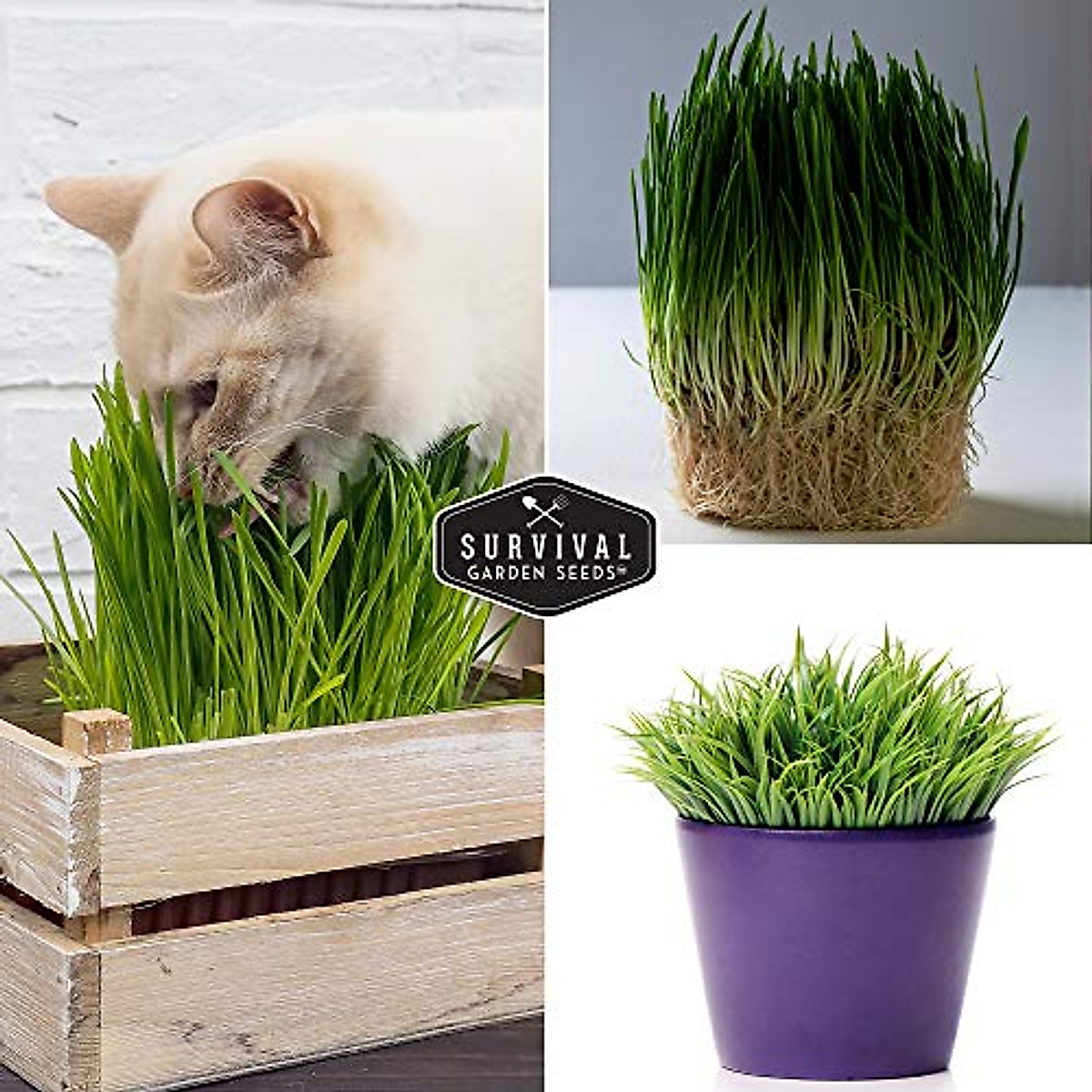 Survival Garden Seeds - Cat Grass Seed for Planting - Packet with Instructions to Plant and Grow Greens for Your Pet Indoors or Outdoors in a Container or Garden - Non-GMO Heirloom Variety