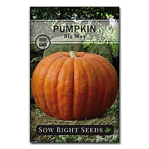 Sow Right Seeds - Big Max Pumpkin Seeds for Planting - Non-GMO Heirloom Packet with Instructions to Plant a Home Vegetable Garden - Decorative Autumn Variety for Carving - Giant Fast Growing (1)