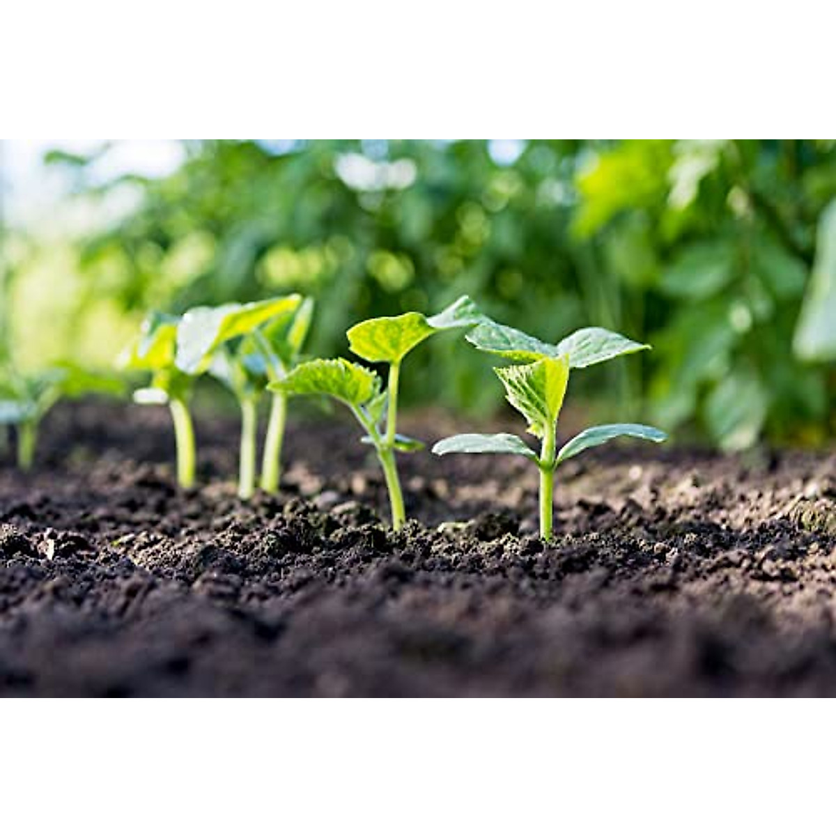 "Crispy Green" Cucumber Seeds for Planting, 25+ Seeds Per Packet, (Isla's Garden Seeds), Non GMO & Heirloom Seeds, Botanical Name: Cucumis sativus, Great Home Garden Gift