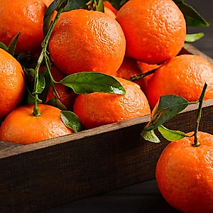 Calamansi Plant Live Kalamansi Calamondin Fruit Tree 2 Inch to 3 Inch Seedling Planting Ornaments Perennial Garden Simple to Grow Pots