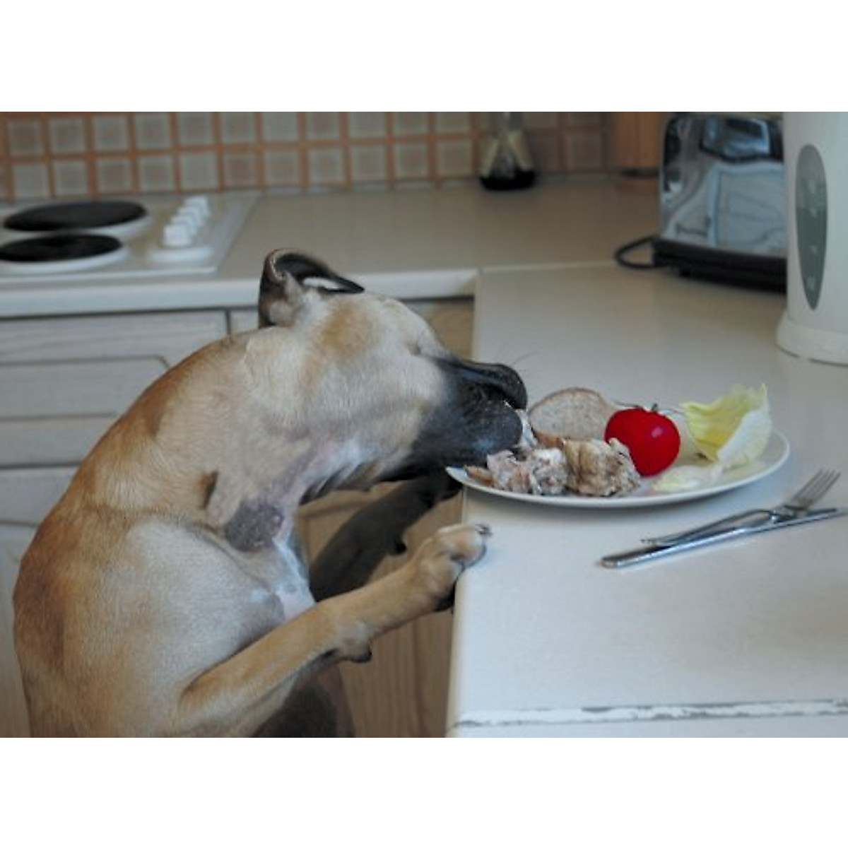 PET CORRECTOR Dog Trainer, 50ml. 8 Pack- Stops Barking, Jumping Up, Place Avoidance, Food Stealing, Dog Fights & Attacks. Help stop unwanted dog behaviour. Easy to use, safe, humane and effective.