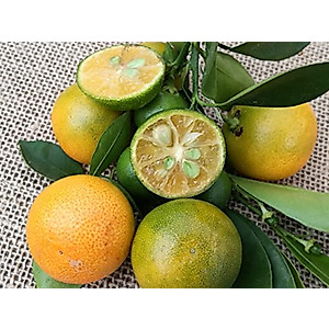 Calamansi Plant Live Kalamansi Calamondin Fruit Tree 2 Inch to 3 Inch Seedling Planting Ornaments Perennial Garden Simple to Grow Pots