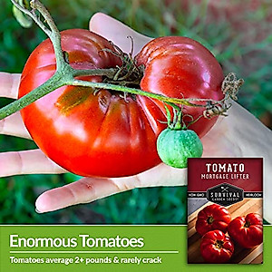 Survival Garden Seeds - Mortgage Lifter Tomato Seed for Planting - Pack with Instructions to Plant and Grow Huge Delicious Tomatoes in Your Home Vegetable Garden - Non-GMO Heirloom Variety or Planting