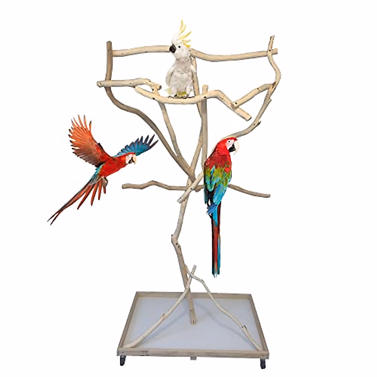 Exoticdad Parrot Stand - Reptile Birds Perches For Parrots - Wood Perches Stand For Parrot - Uniquely Sanded ,Custom Made Designed For Parrots, Cockatoo, Parakeets- 2ft x 3ft Base and 5.5-6ft Height