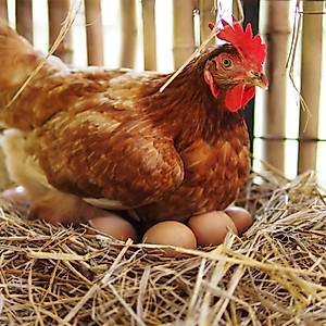 6 PCS Wooden Simulated Eggs, Nesting Eggs to Help Laying Hens - Eggs for Nest Boxes, Easter Egg Ornaments