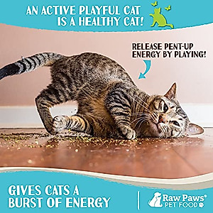 Raw Paws Natural Catnip for Cats, 1-oz - Use for Refillable Catnip Toys for Cats - Catnip Treats for Cats - Catnip for Dogs - Cat Nip Cat Grass - Dog Catnip - Dried Catnip Leaves & Seeds
