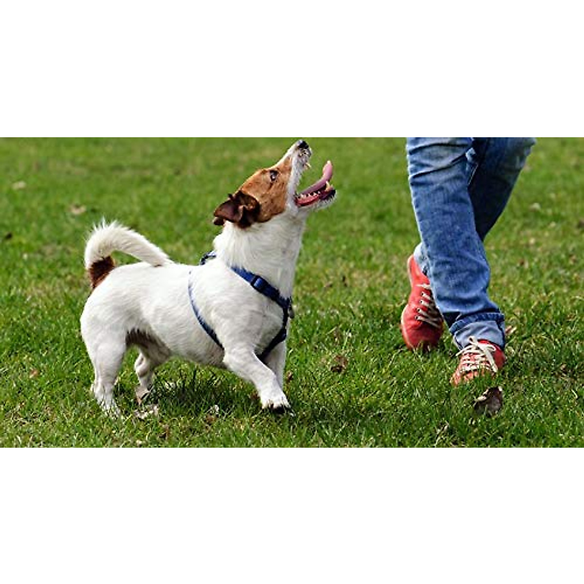 Hip and Joint Supplements - Dog Hip and Joint Support - Premium Formula - Dog Bites Healthy - msm for Pets - 2 Bottle (240 Chews)