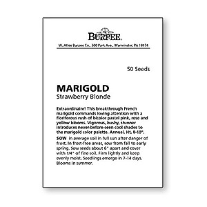 Burpee Strawberry Blonde Marigold Seeds 50 seeds