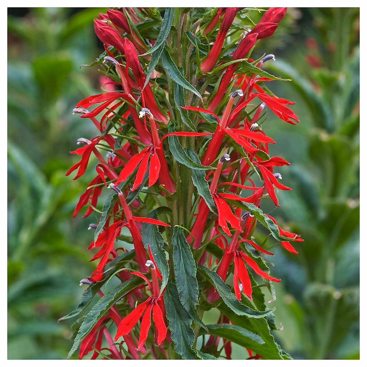 Everwilde Farms - 2000 Cardinal Flower Native Wildflower Seeds - Gold Vault Jumbo Seed Packet