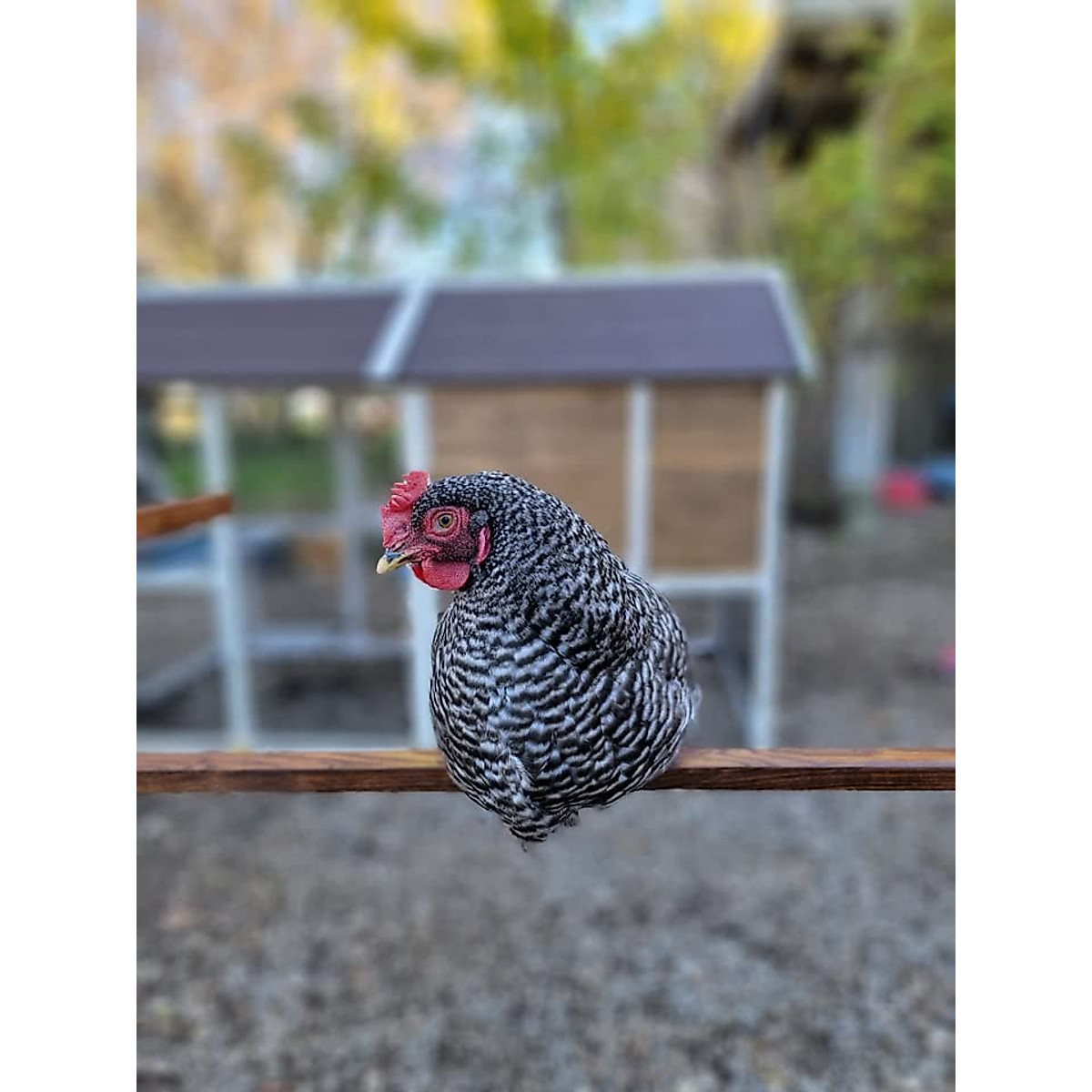 Coops & Feathers Roosting Perch-A Perfect Bird's Eye View (Small)