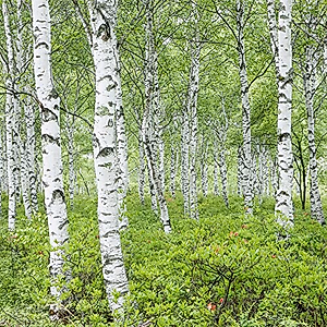 QAUZUY GARDEN White Paper Birch Tree Seeds (Betula papyrifera) 50+Seeds Canoe Birch Seeds Stunning Fall Color Tree Hardy Fast-Growing Low-Maintenance