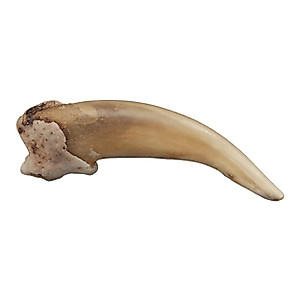 American Badger Claw (4.5cm) (Natural Bone Quality A)