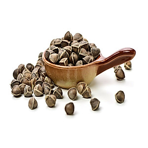 Moringa Seeds Wingless 1 lb. Wide Mouth JAR - PKM1 Variety - Edible Snacking - Planting - Moringa Oleifera - Malunggay - Semillas De Moringa - Drumstick Tree - Non-GMO - 1600 to 2000 Seeds