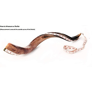 Yaliland Shofar Horn Musical Instrument - Authentic Kosher Kudu Ram Horns from Israel - Includes Bag, Book Guide, 3 Brushes - Ideal for Religious Ceremonies - 35"-39", Fully Polished