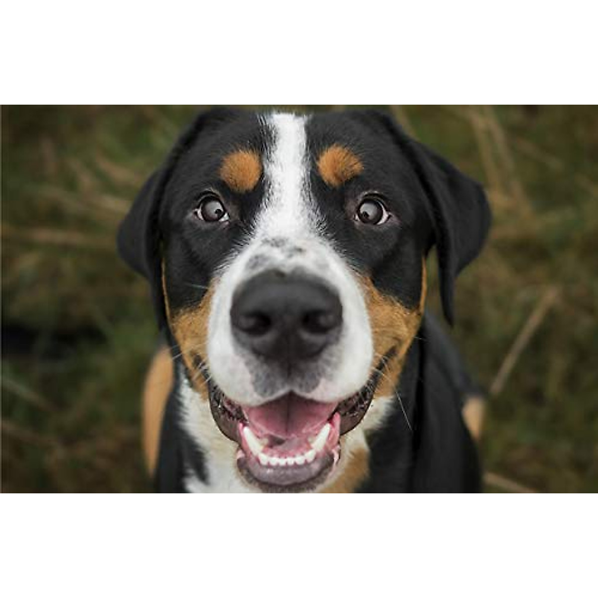 hip and joint supplements for large dog - JOINT HEALTH COMPLEX WITH TURMERIC FOR DOGS - WITH MSM AND TURMERIC - HIP SUPPORT - dog chondroitin glucosamine msm - 2 Bottles (120 Tablets)