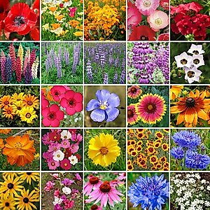 Southwest Wildflower Seed Mix - 1/4 Pound - Mixed Wildflower Seeds, Attracts Bees, Attracts Butterflies, Attracts Hummingbirds, Attracts Pollinators, Easy to Grow & Maintain, Cut Flower Garden