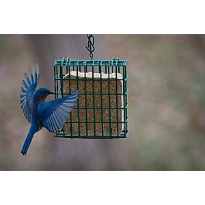 C&S High Energy Delight No Melt Suet Dough 11 Ounces, 12 Pack