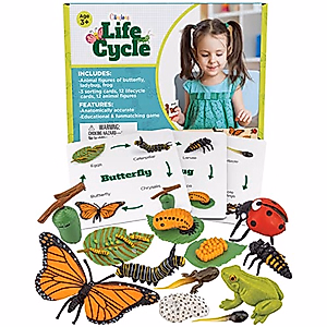 Life Cycle Kit Montessori - Realistic Figurine Toys, Kids Animal Matching Game with Frog, Ladybug, & More - Includes 24-Piece, Science, Learning & Education Toys, Fun Learning Game for Children 3+