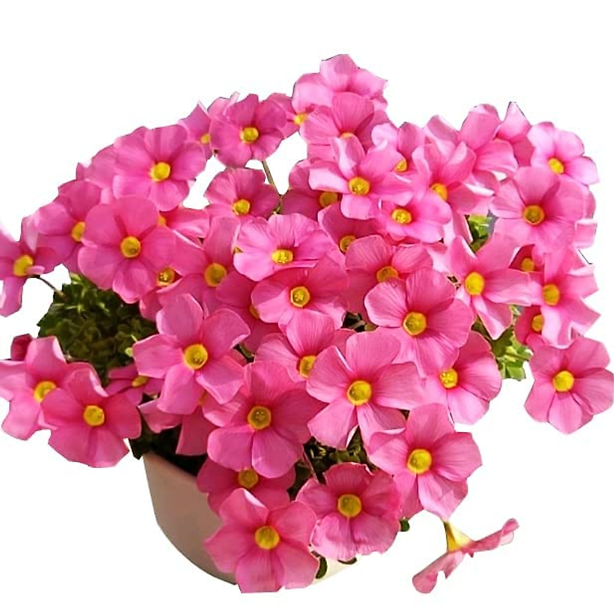 Oxalis Iron Rubra Bulbs: Easy Good Luck Plant for Indoors/Outdoors