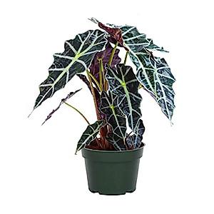 American Plant Exchange Alocasia Polly African Mask, 6-Inch Pot, Live Tropical Houseplant, Dark Green/Purple Foliage