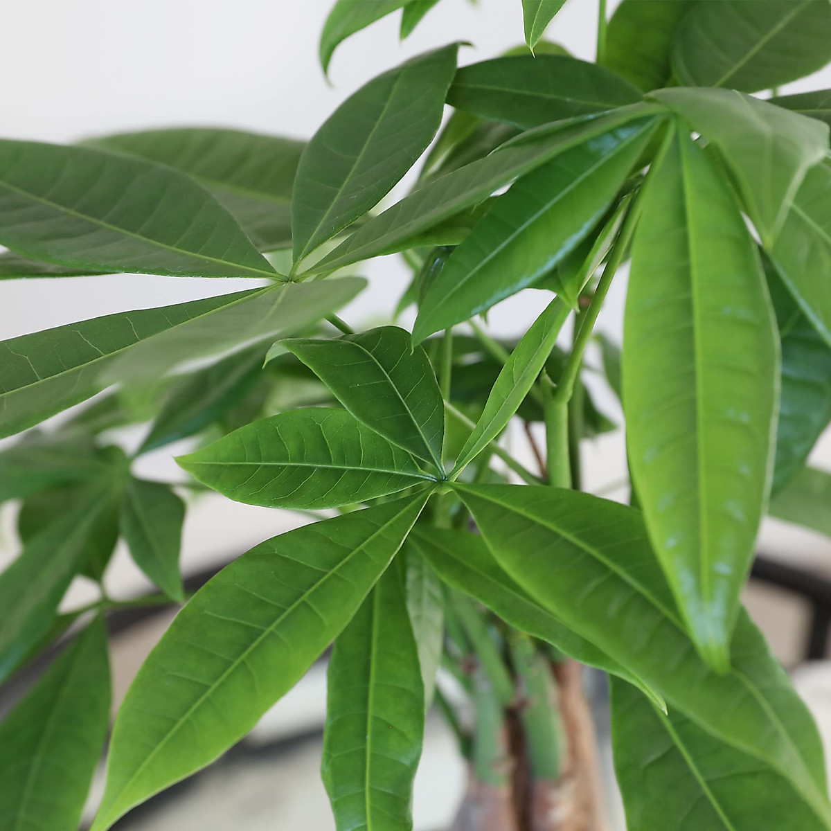 Just Add Ice JA5030 Money Tree in Boho Ivo Jute Pottery, Live Indoor Plant, Fully-Rooted, Healthy Leaves, Easy to Grow Gift for Friend, Dorm, Plant Parent Home Décor Pachira, 5" Diameter, 16" Tall