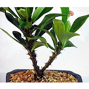 Red Crown of Thorns Bonsai Tree - Euphorbia splendens - Easter Plant