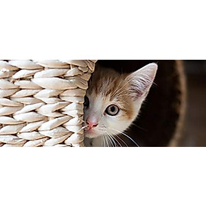 cat Allergy aid - cat Itchy Skin Relief - CAT Allergy Relief Complex - Quercetin for Cats - Nettle Leaf for Cats, Itch and Allergy Relief for Cats, Skin and Itch Relief for Cats 1 Bottle (75 Chews)