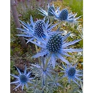25 Blue Star SEA Holly Eryngium Flower Seeds