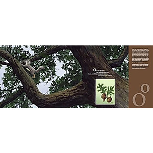 H is for Hawkeye: An Iowa Alphabet (Discover America State by State)