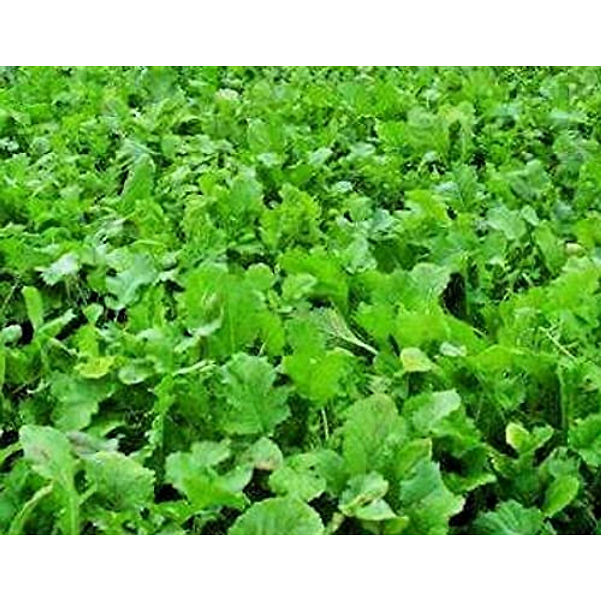 Instant Latch 500 Namenia Turnip Seeds | Non_GMO | Heirloom | Fresh Garden Seeds