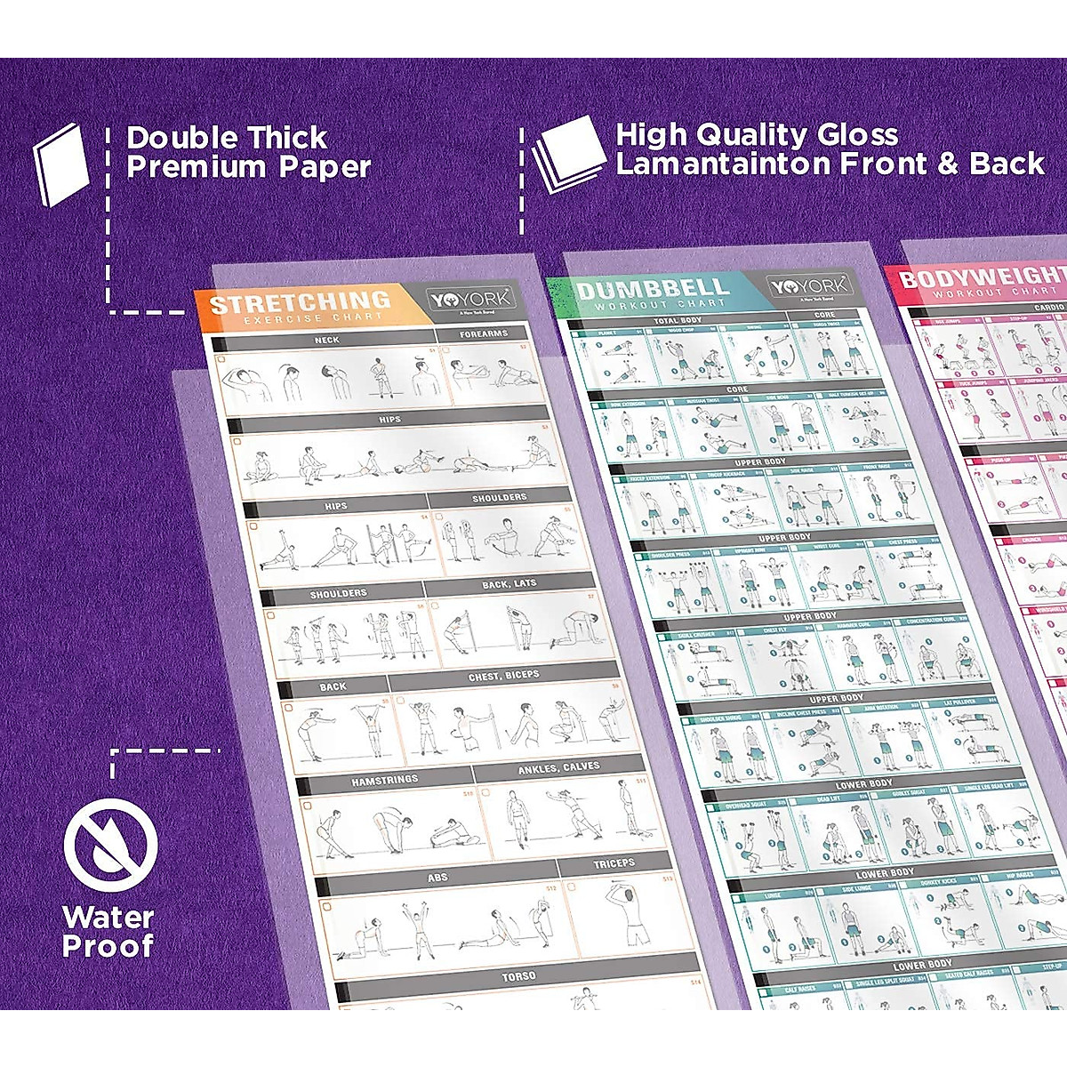 YoYork Exercise Posters for Stretching, Dumbell & Bodyweight Training - Home Gym & Fitness Workout w Minimal Equipment Needed - Get Full Body Workout at Home - 3 Laminated Posters Plus Workout Cards