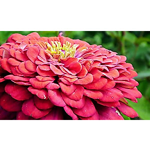 Sow Right Seeds California Giant Zinnia Seeds - Full Instructions for Planting, Beautiful to Plant in Your Flower Garden; Non-GMO Heirloom Seeds; Wonderful Gardening Gifts (1)