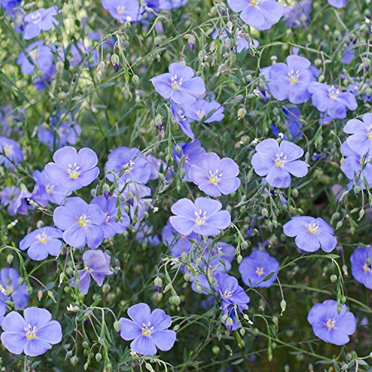 Outsidepride Perennial Linum Perenne Blue Flax Wild Flowers - 5000 Seeds