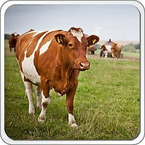 Champion Shield Silver Liquid Bandage, 4oz Gel Spray for Equine and Large Animal Wound Care, Woman Owned Small Business, Made in The USA