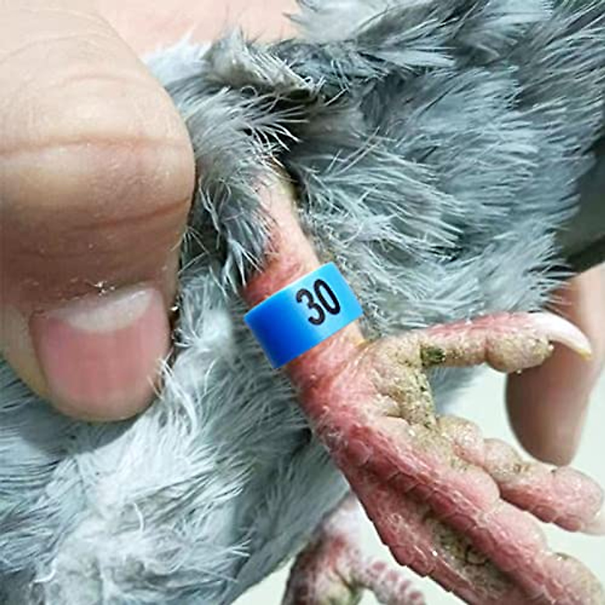 SRRPSPIGEON Pigeon Clip Ring Pigeon Ring Pigeon Band Bird Leg Ring Chicken Leg Band with Serial Number 001-100