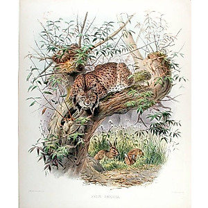 Felis Pardina [Eurasian Lynx]