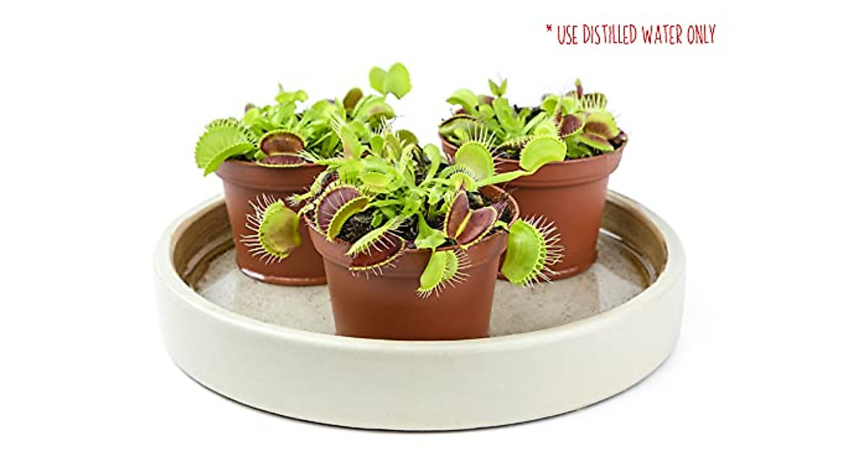 Live Venus Fly Trap - Unique Carnivorous Indoor Plant for Pest Control