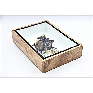 Real Exotic Elephant Dung Beetle (Heliocopris dominus (Bates, 1868) Open Wings Female – preserved taxidermy insect bug collection framed in a wooden box as pictured