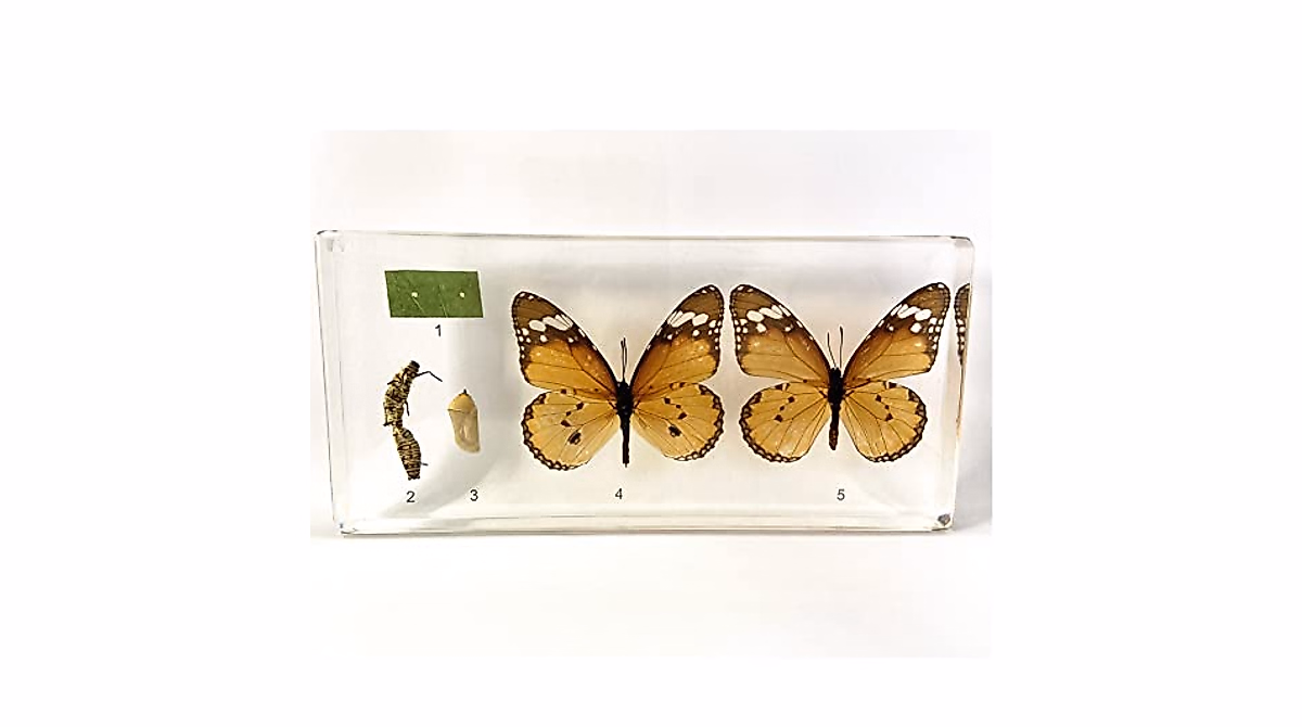ACEVER Insect Specimen Resin Paperweight Encased Biology Anatomy ...