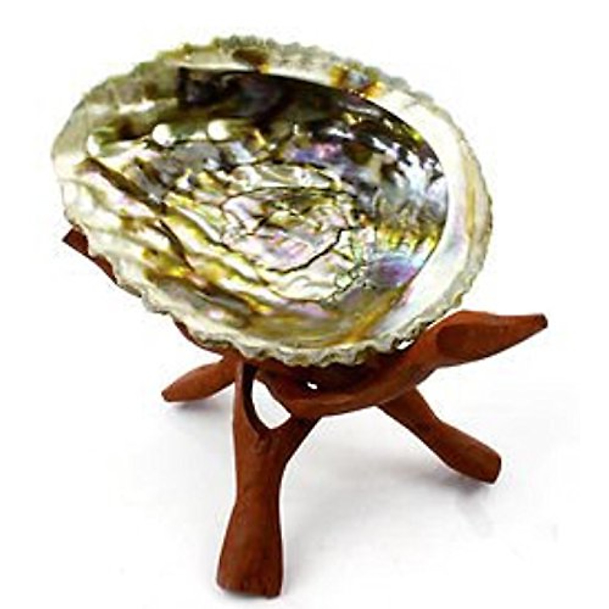 Vrinda ®Abalone Shell and 6'' Wooden Tripod Stand