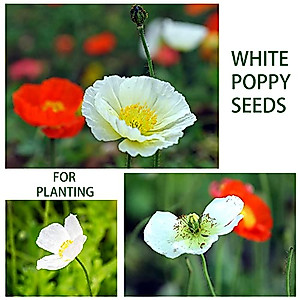 10000+ Mix Color California Poppy Flower Seeds for Planting Open-Pollinated Non GMO, Year Round Planting (Pink, Red, White, Yellow)