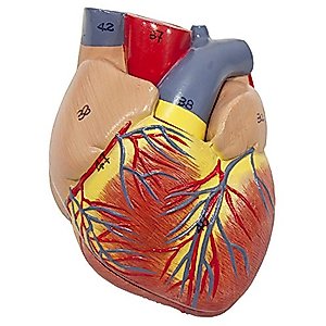 Axis Scientific Human Lung and Respiratory System Model | 3/4 Life Size Model has 7 Removable Parts | Includes 2 Part Heart and Detachable Larynx | Includes Product Manual